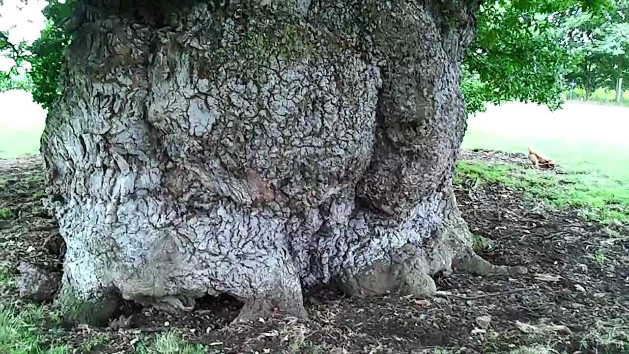 The OLDEST OAK TREE In Europe according To Some Books YouTube the-oldest-oak-tree-in-europe-according-to-some-books-youtube