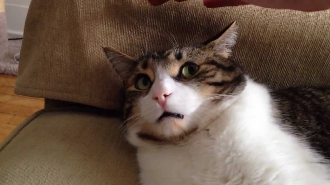 Laughing At My Cat s Stupid Face YouTube laughing-at-my-cat-s-stupid-face-youtube