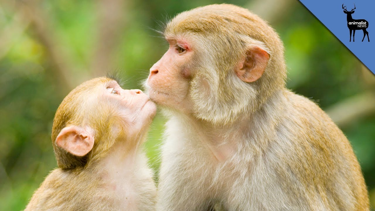 Do Some Animals Really Mate For Life YouTube do-some-animals-really-mate-for-life-youtube