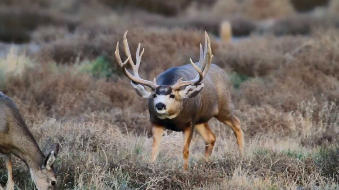 MONSTER 8X7 COLORADO MULE DEER BUCK HD YouTube monster-8x7-colorado-mule-deer-buck-hd-youtube