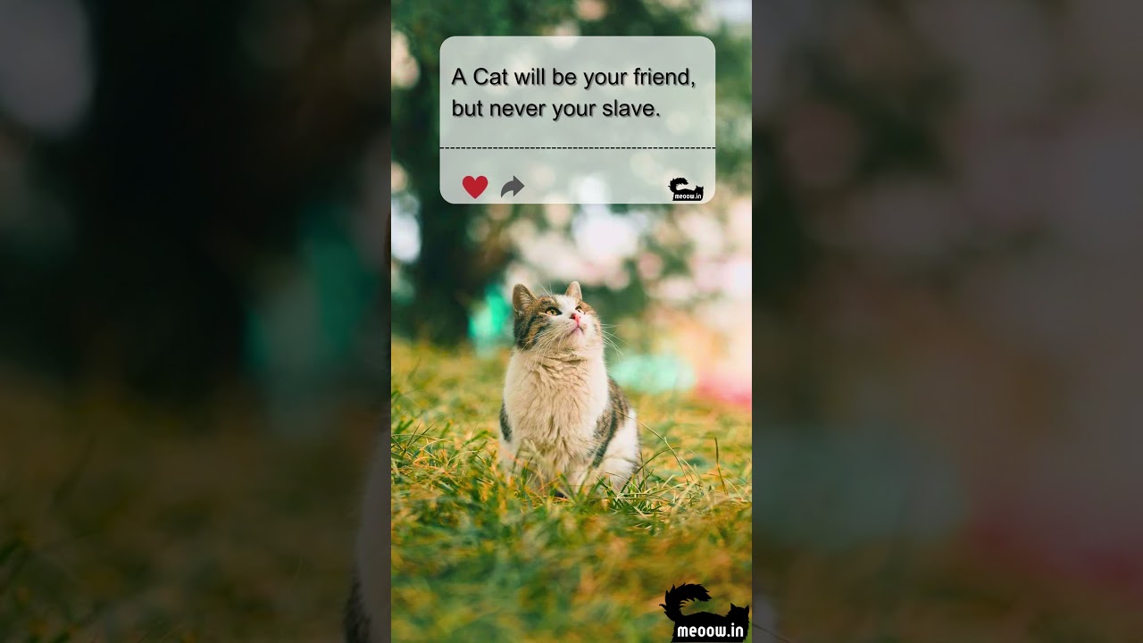 Cat photos, Cat videos, Cat posters, Cat status