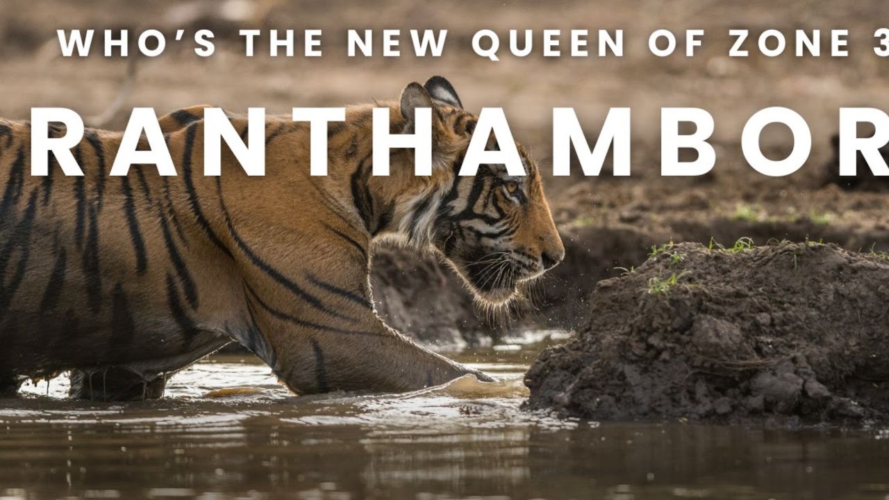 Ranthambore Leopards: The Elusive Predators Of India