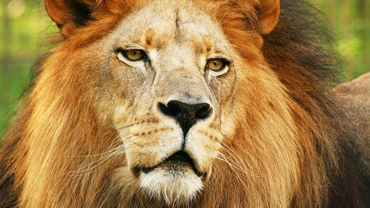 Lion Species Spotlight - YouTube