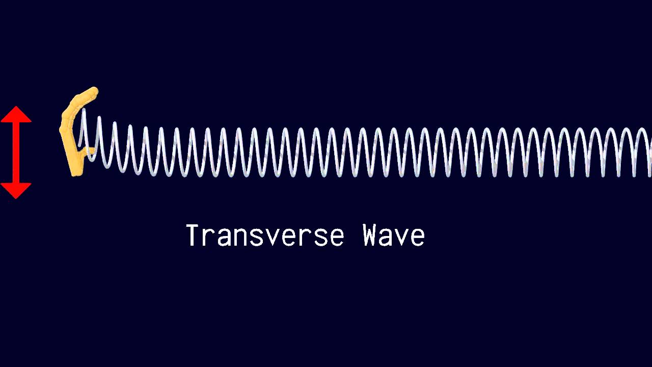 Longitudinal And Transverse Waves YouTube
