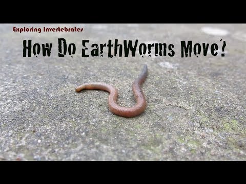 Earthworm Annelida Locomotion