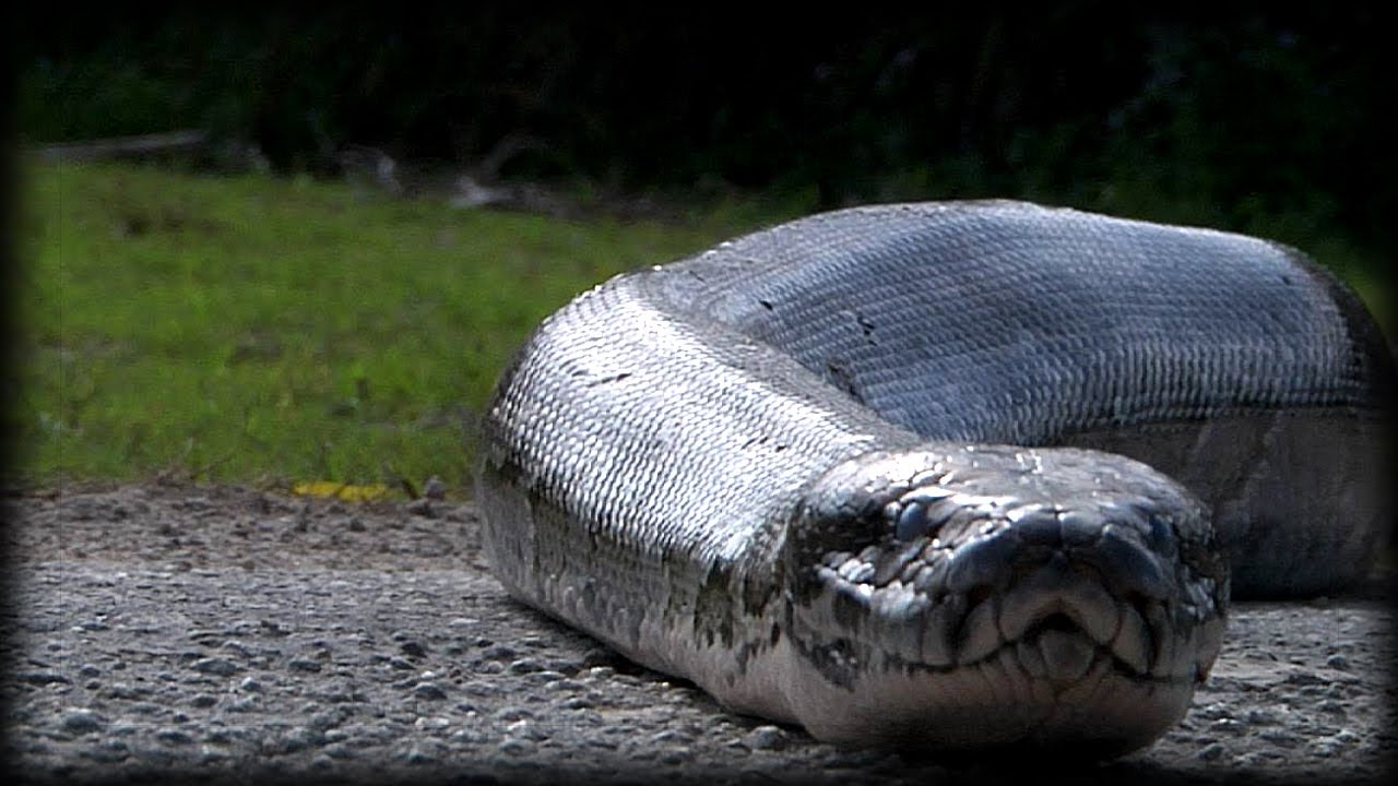 Roadkill 05 Vultures eat Python Time Lapse - YouTube