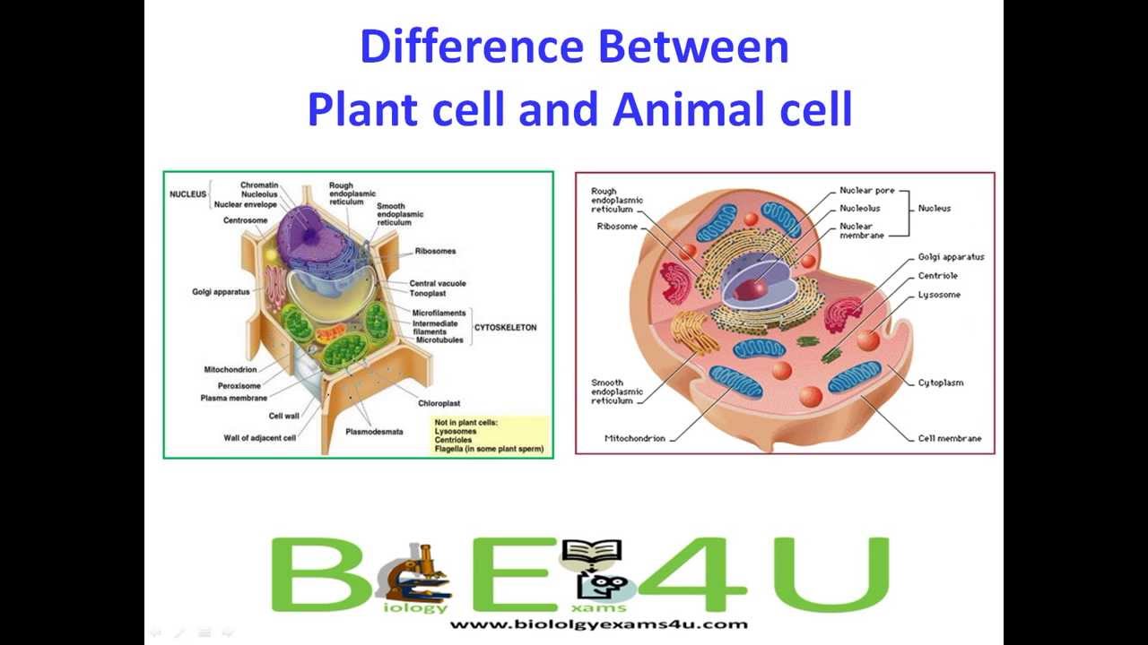 5 Major Differences Between Animal Cell And Plant Cell YouTube