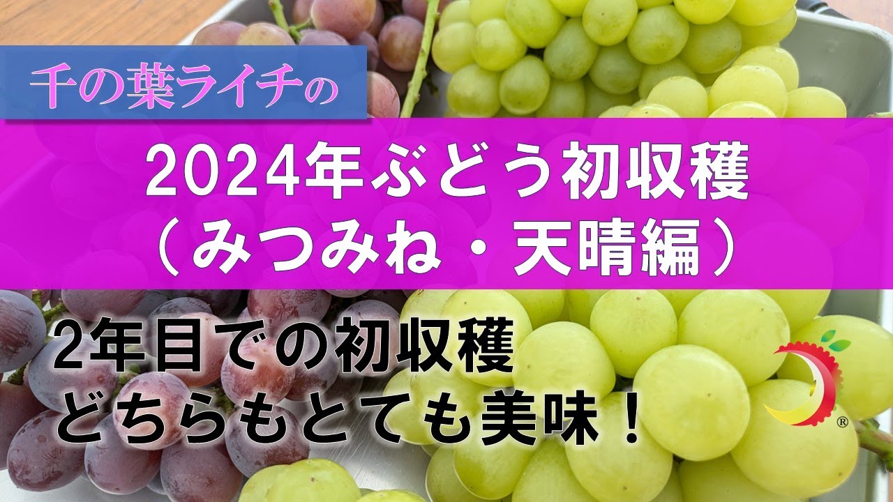 YouTube | 千の葉ライチ