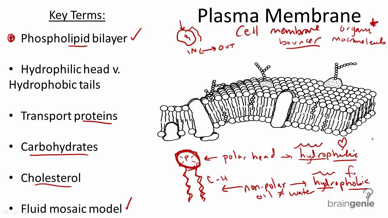 2 1 5 Plasma Membrane Structure And Function YouTube