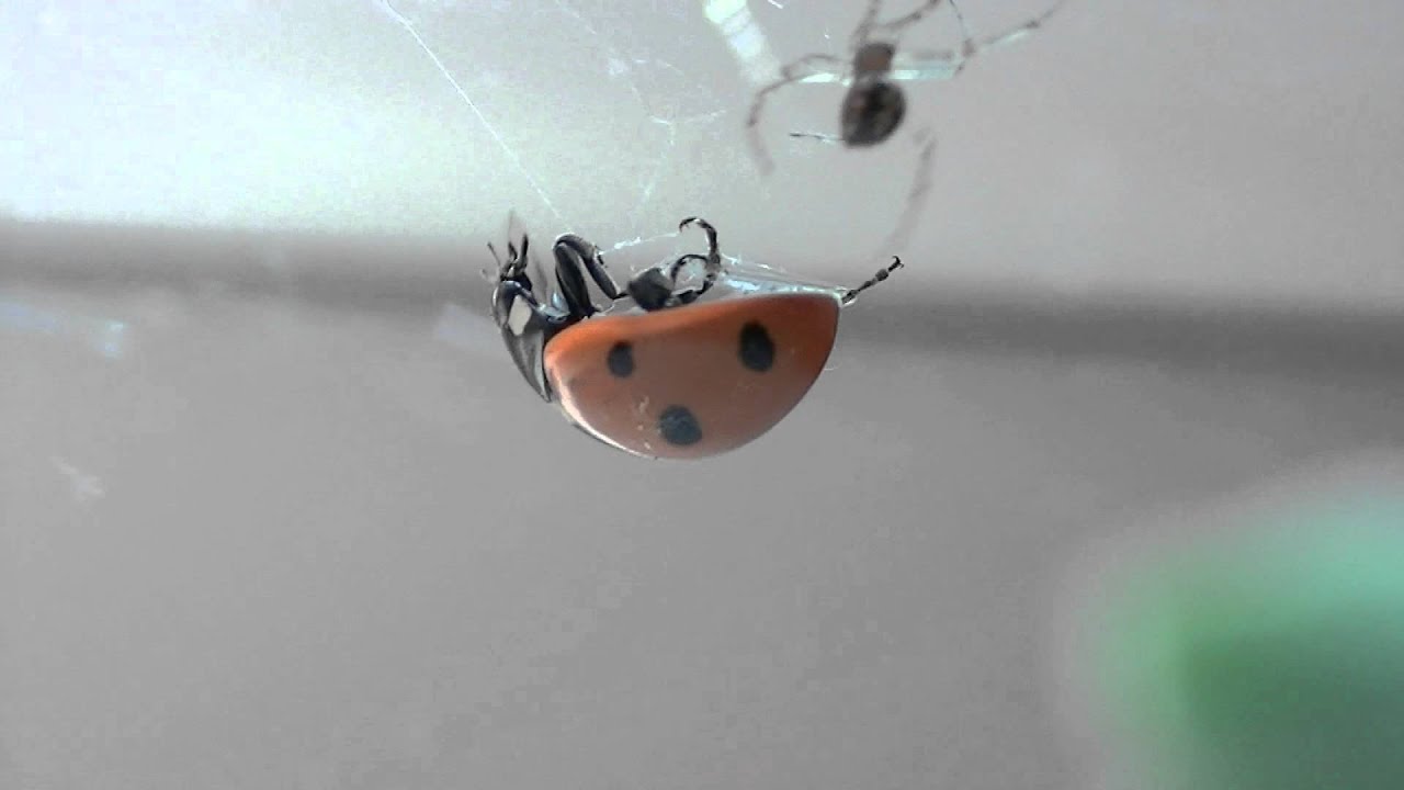 Ladybug vs. Spider - YouTube