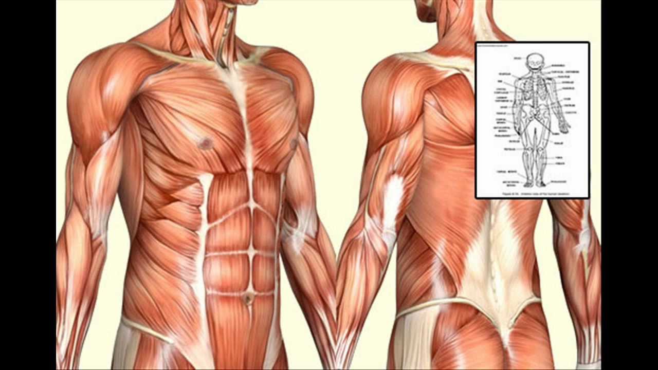 Human Anatomy And Physiology Course Books With CD s easy Way To Learn 