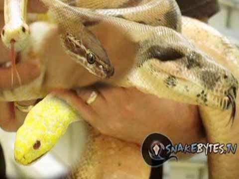 Snake Bytes TV - 5 Nicest Snakes in the World! SnakeBytesTV - YouTube