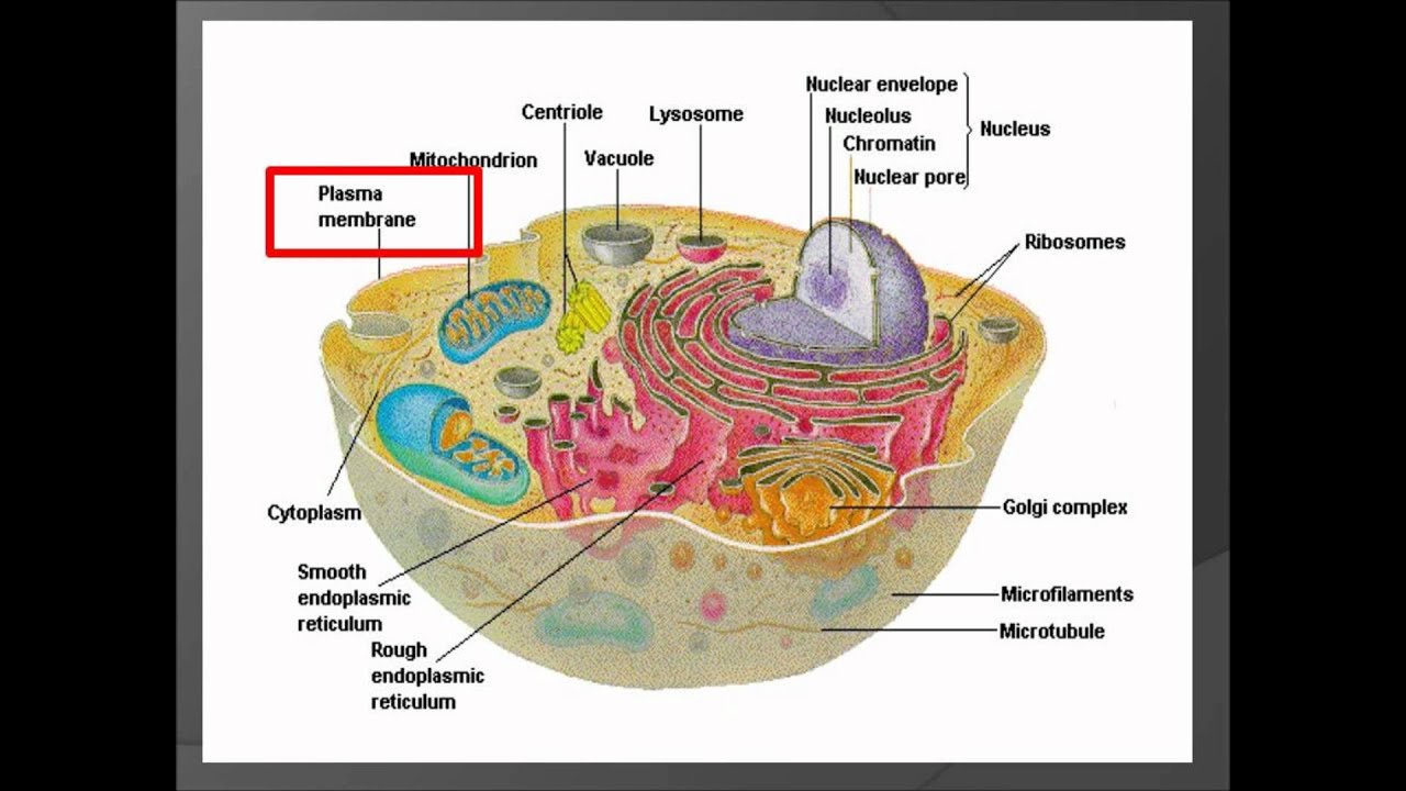 UDEM HISTOLOGIA THE HUMAN CELL COMPONENTS YouTube