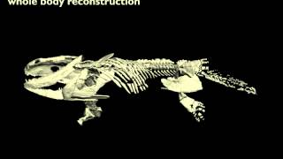 Ichthyostega - Evolution biologique