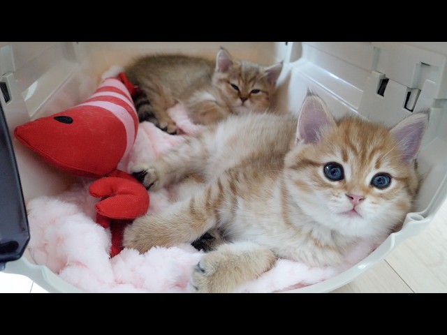 When I couldn't see kittens Rio and Rico, they were taking a friendly nap in their carrying case ...