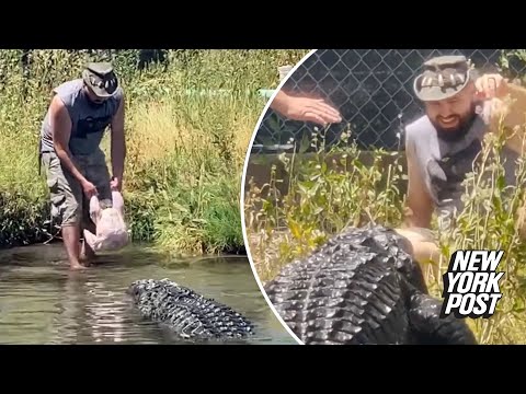 Heart-Stopping Moment: Man narrowly avoids alligator's bite, video goes ...