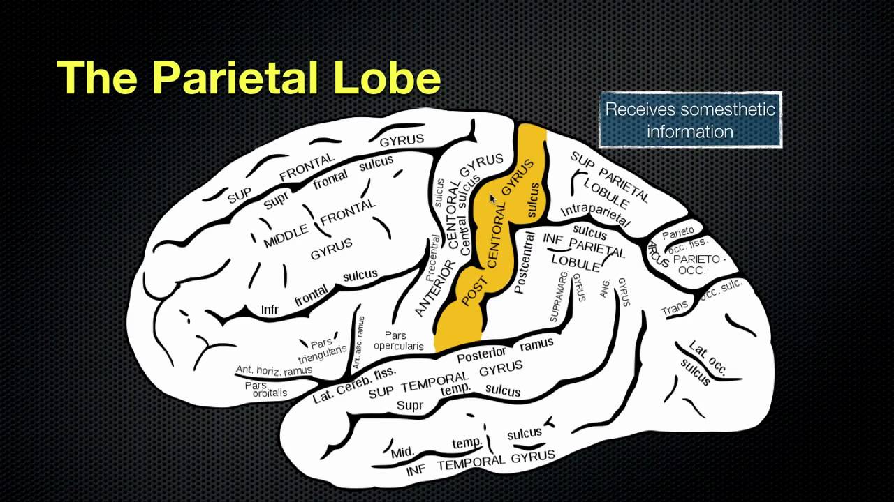 066 The Anatomy And Function Of The Parietal Lobe YouTube