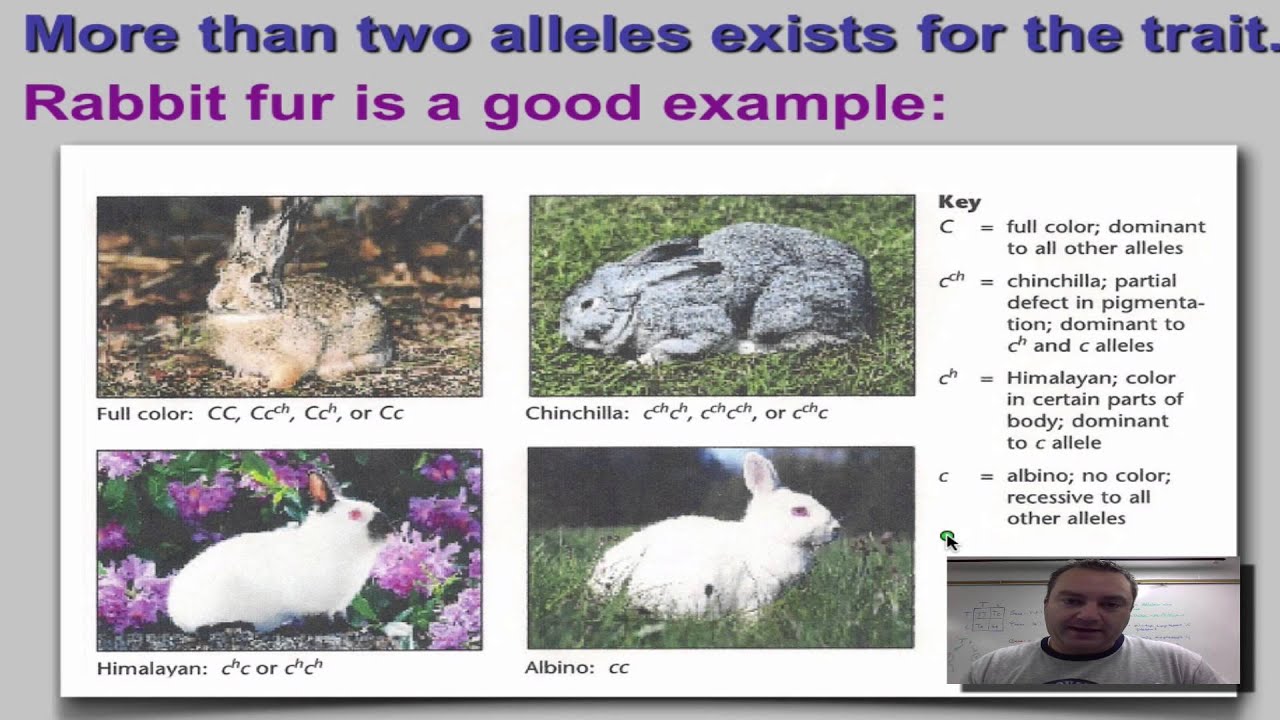 Multiple Alleles And Polygenic Traits 113 Clinic multiple-alleles-and-polygenic-traits-113-clinic