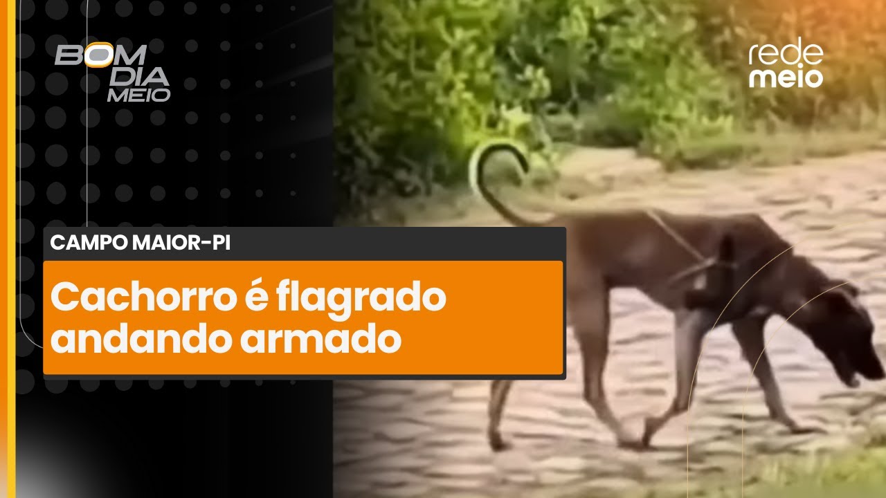 Cachorro é flagrado andando armado em Campo Maior | Bom Dia