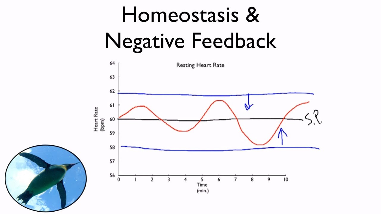 What Is A Negative Feedback Loop In Biology