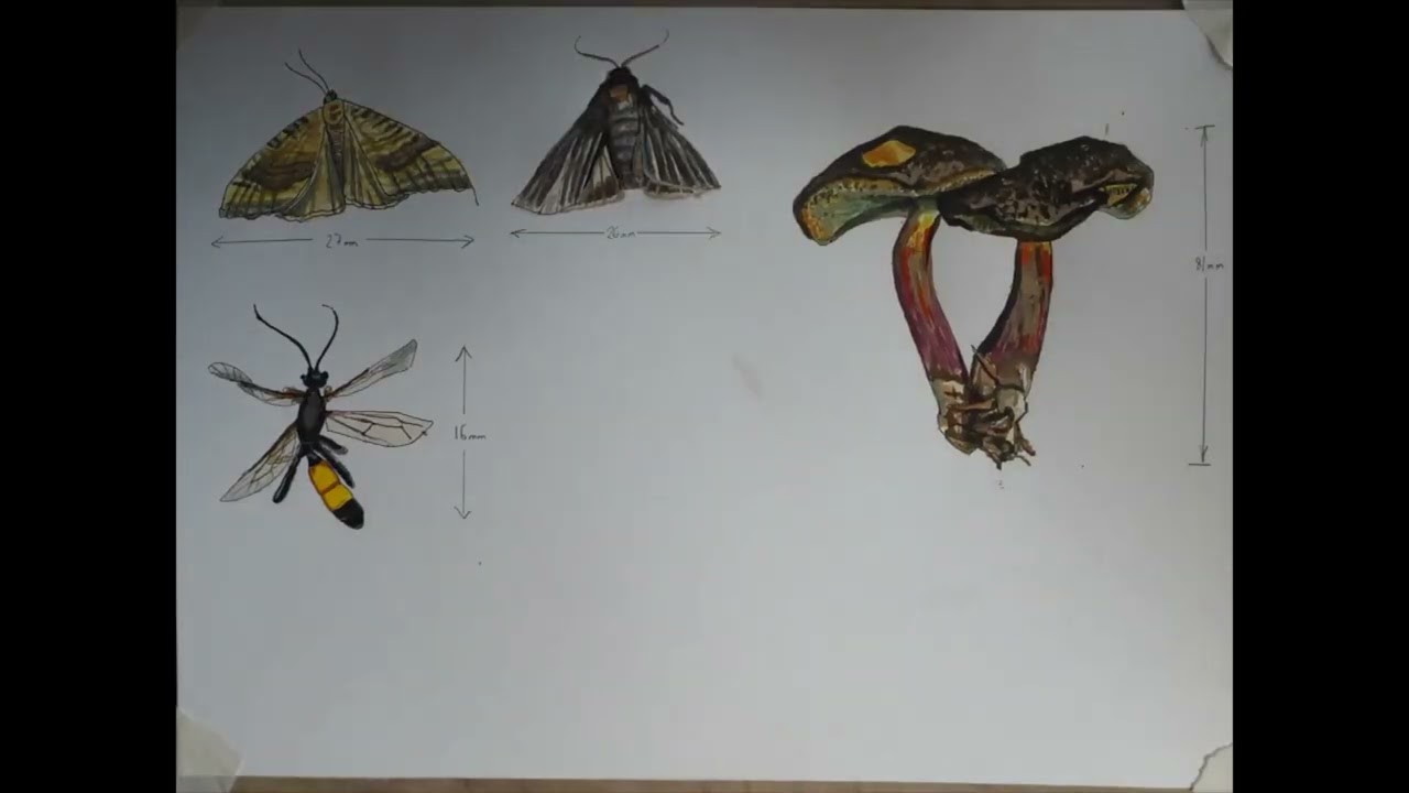 Art Biology Design and Fashion- Peter Gulian