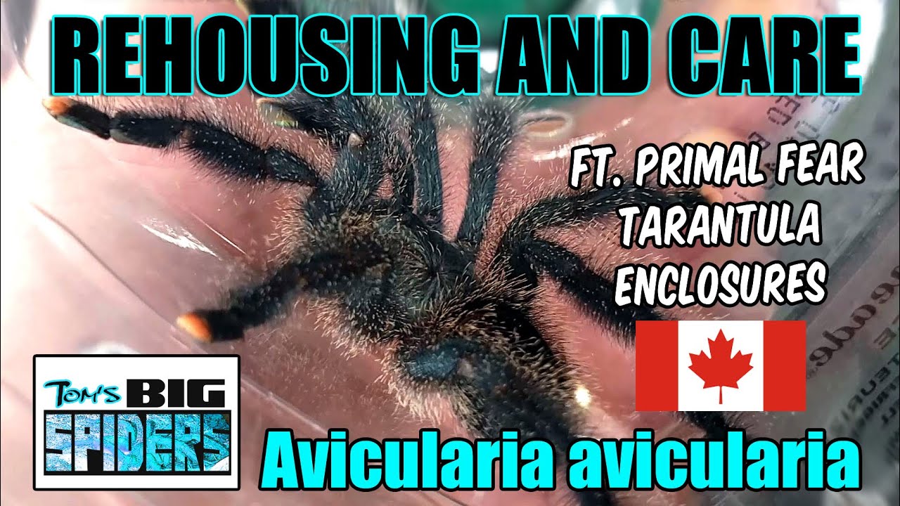 Tom's Big Spiders - Tarantulas and Inverts - Avicularia Avicularia Care ...