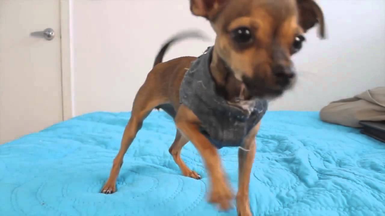 Humanos - Hola Soy Mimi (Mascota de German Garmendia) - YouTube