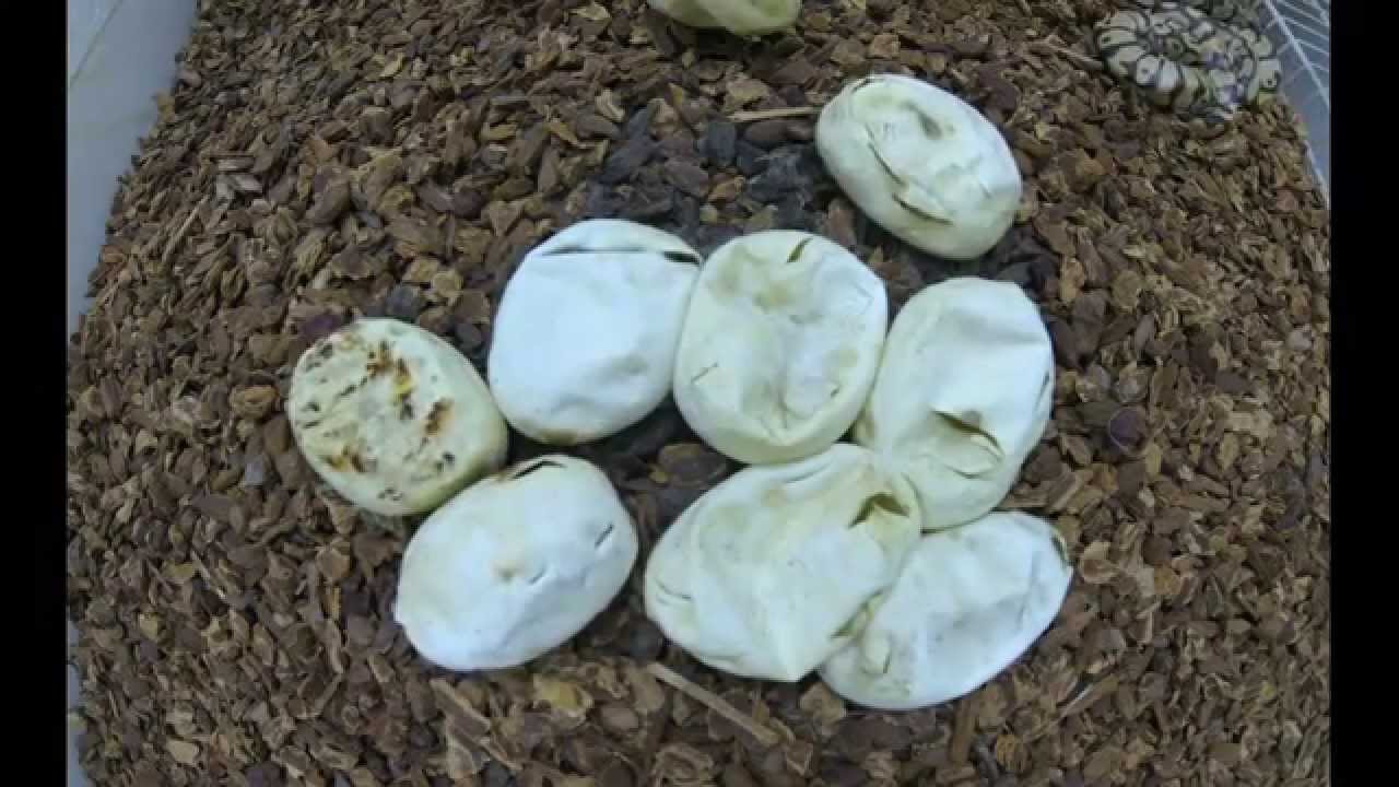 ball-python-eggs-hatching-time-lapse-youtube