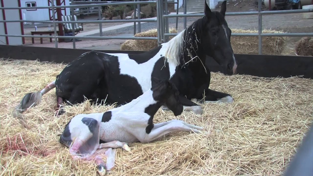 Mare Giving Birth 1 YouTube