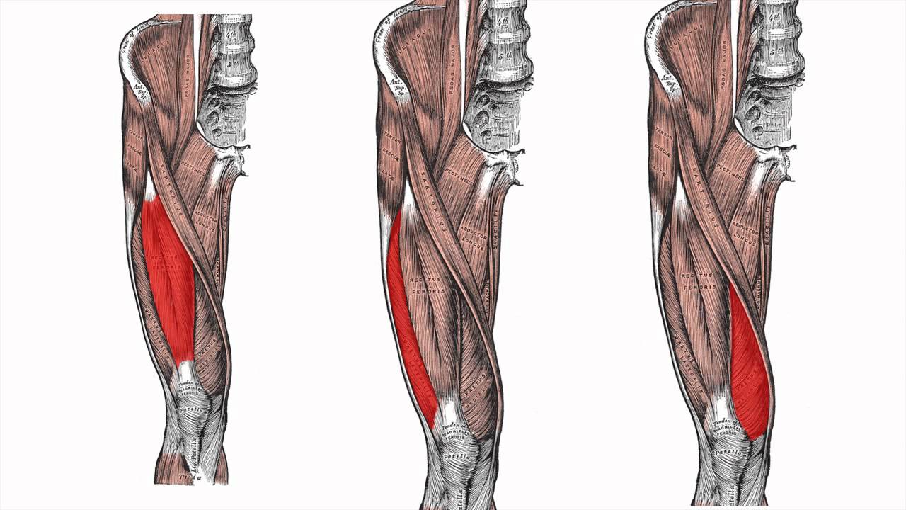 Anatomy Of The Lower Limb Part 1 YouTube