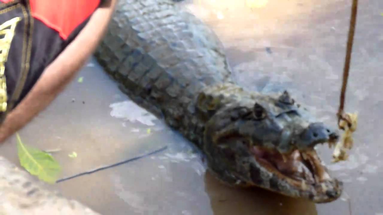 Feeding alligator cayman in Amazon Bolivia - YouTube