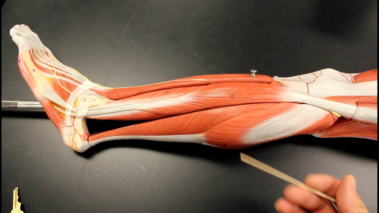 MUSCULAR SYSTEM ANATOMY Lateral Leg Region Muscles Model Description 