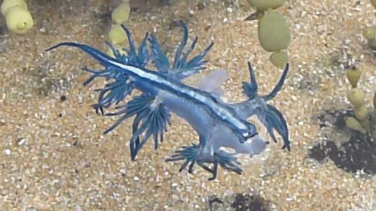 Dancing Glaucus Atlanticus (Blue Dragon) Nudibranch - AUSTRALIA ...