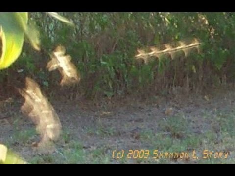 Mystery of Rods OMG UNKNOW lifeform Creature STRANGE like other ...