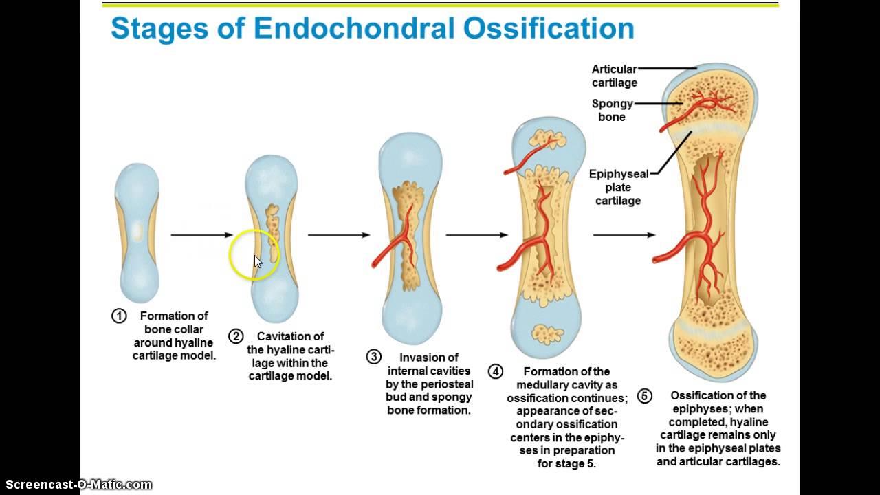 Ossification Steps YouTube